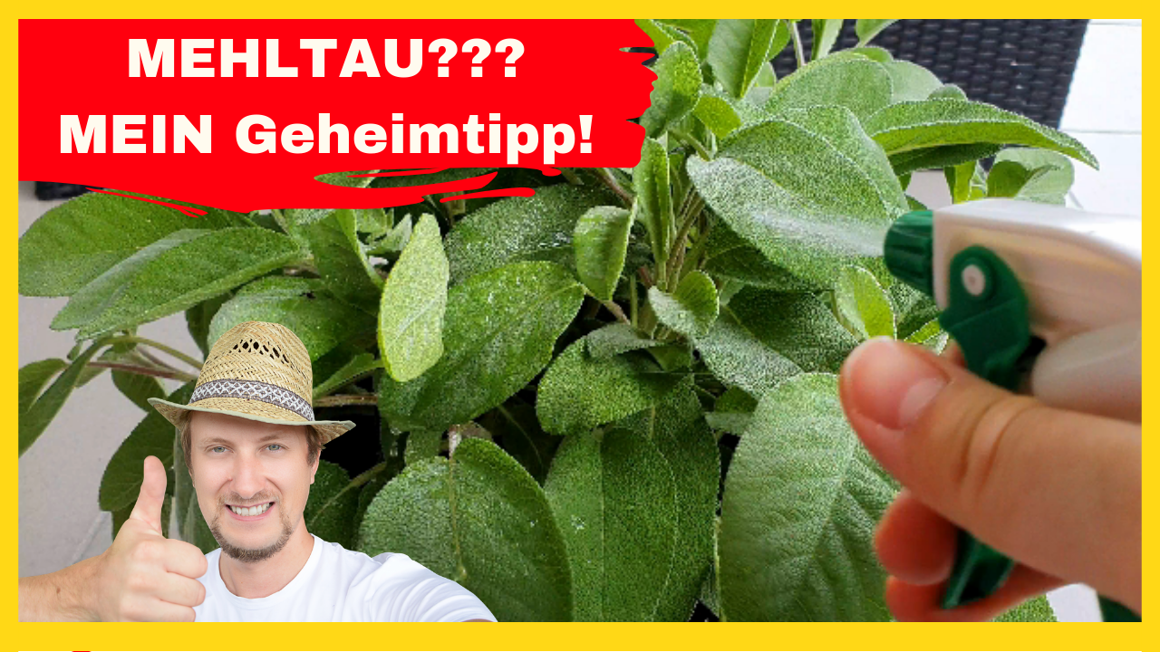 Mehltau Hausmittel Backpulver